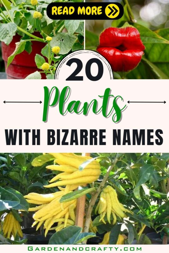 20 Plants With Bizarre Names That Look Like Out Of This World