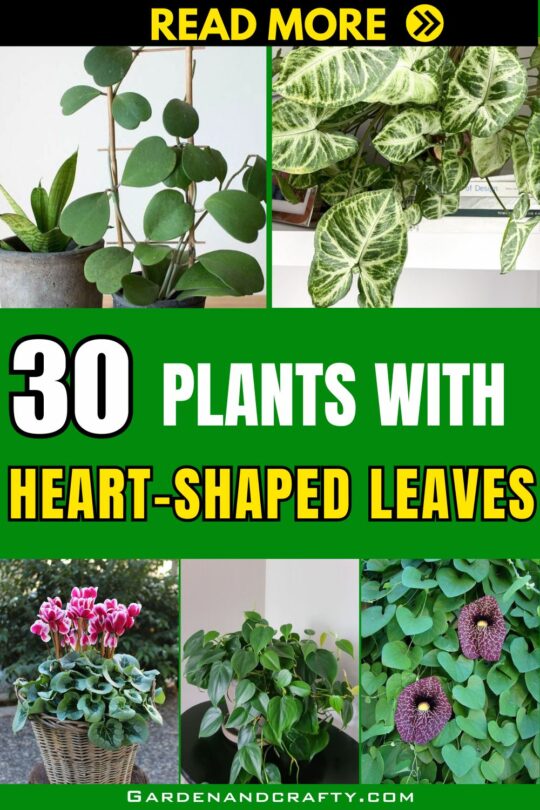 20 Plants With Heart-shaped Leaves To Spread Love In Your Home