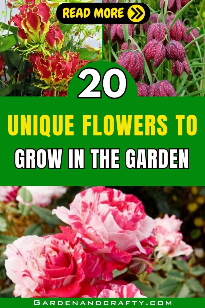 20 Unique Flowers To Grow In The Garden That Will Surprise And Delight You