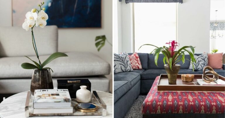 20 Coffee Table Plants That Are Low-Maintenance And High-Impact