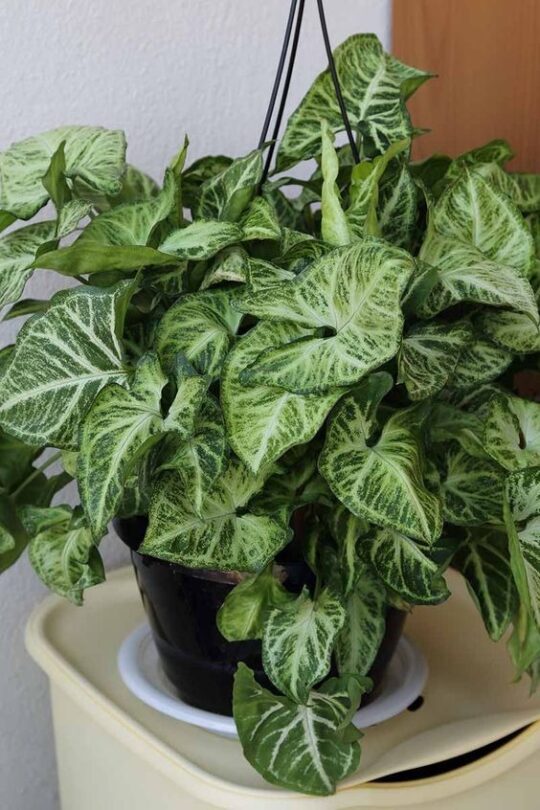 20 Poisonous Houseplants That Can Harm Your Pets And Kids