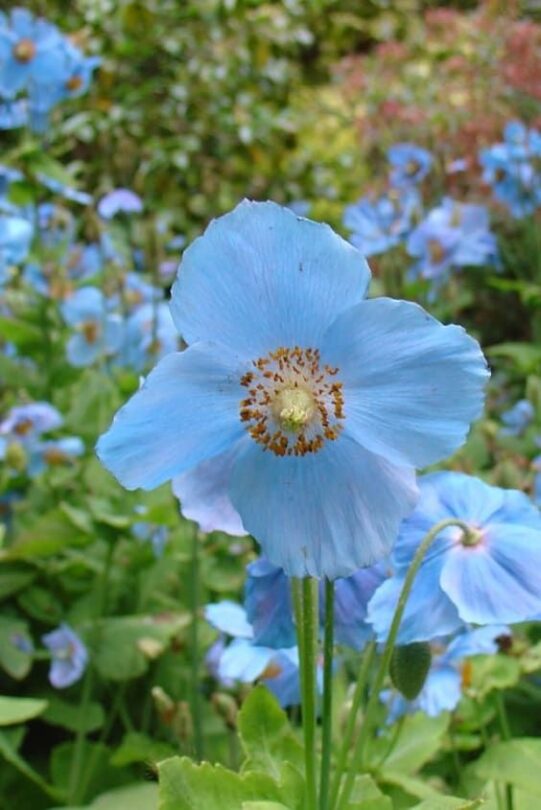 20 Unique Flowers To Grow In The Garden That Will Surprise And Delight You