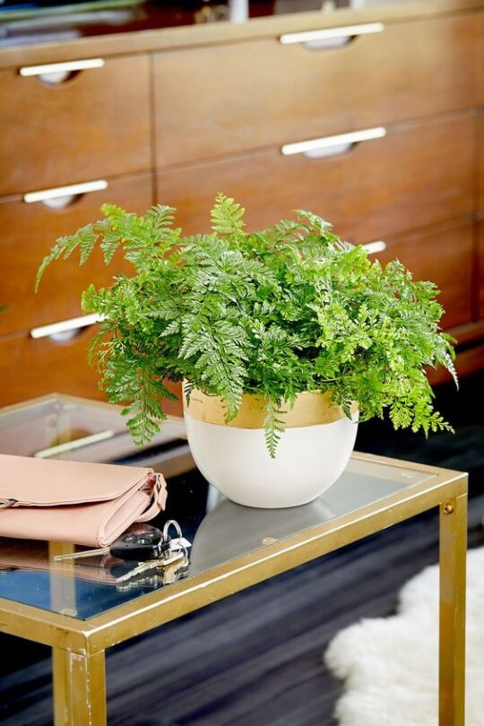 20 Coffee Table Plants That Are Low-Maintenance And High-Impact