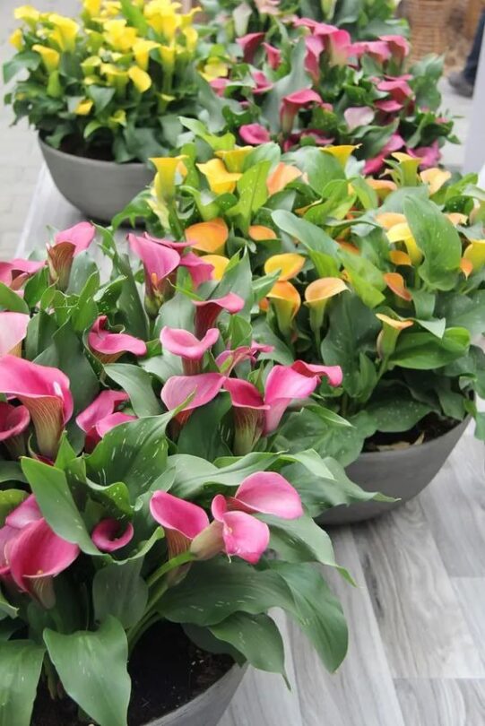 20 Poisonous Houseplants That Can Harm Your Pets And Kids