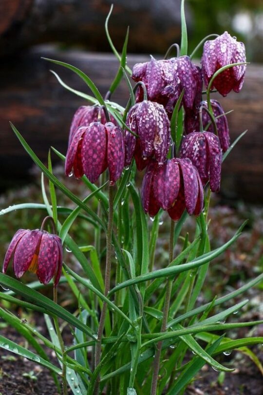 20 Unique Flowers To Grow In The Garden That Will Surprise And Delight You