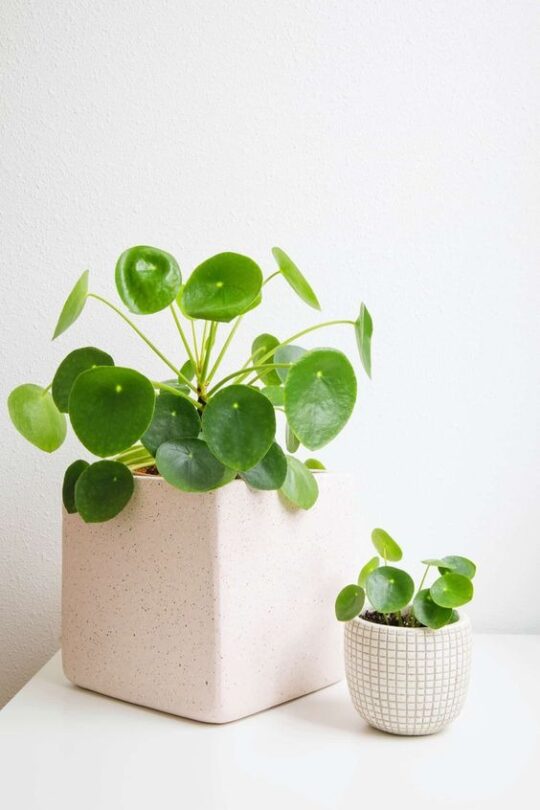 20 Fake Plants That Look Real And Require No Maintenance