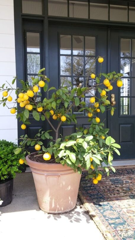 20 Front Porch Plants That Will Boost Your Curb Appeal