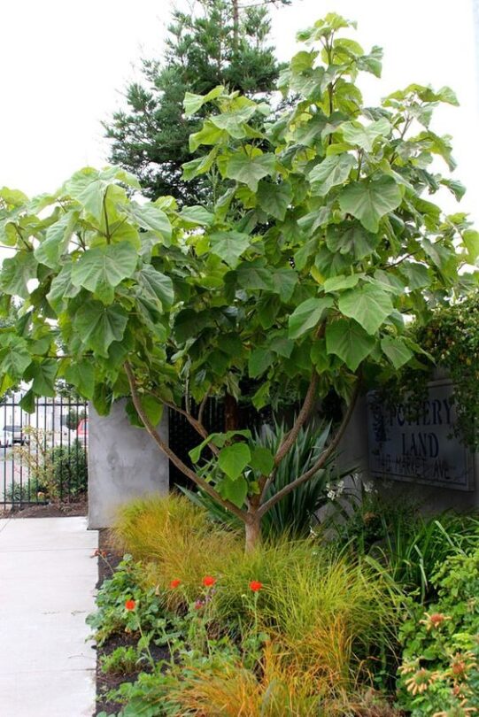 20 Plants With Heart-shaped Leaves To Spread Love In Your Home