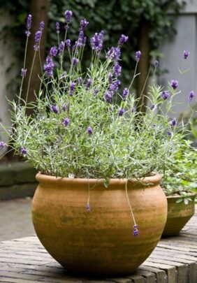 20 Front Porch Plants That Will Boost Your Curb Appeal