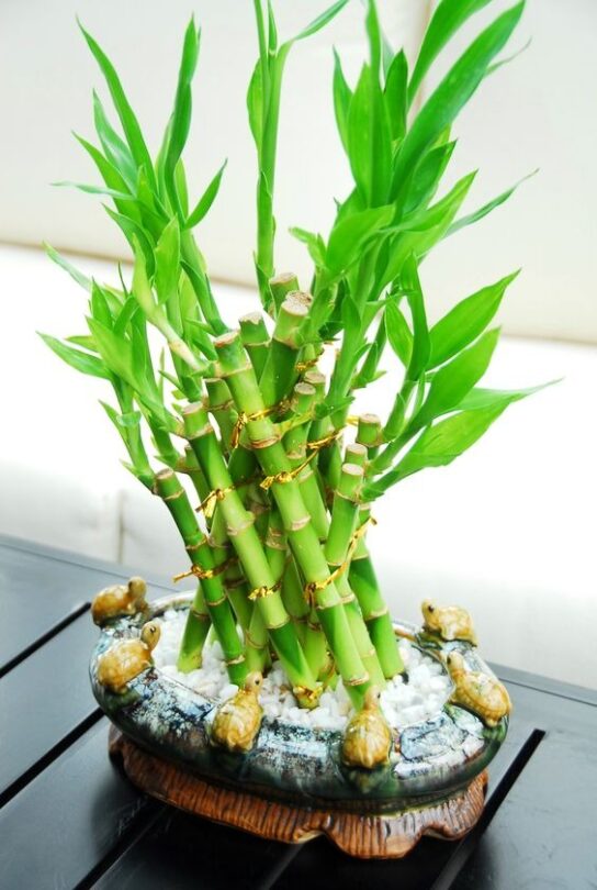 20 Coffee Table Plants That Are Low-Maintenance And High-Impact