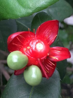 20 Unique Flowers To Grow In The Garden That Will Surprise And Delight You