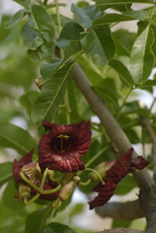 20 Plants With Bizarre Names That Look Like Out Of This World