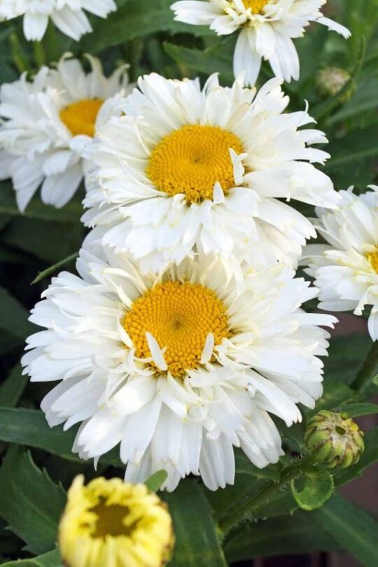 20 Unique Flowers To Grow In The Garden That Will Surprise And Delight You