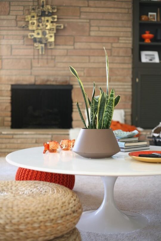 20 Coffee Table Plants That Are Low-Maintenance And High-Impact