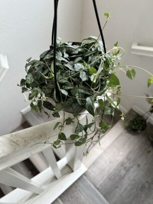 17 Best String Of Plants For Hanging Baskets And Plant Stands