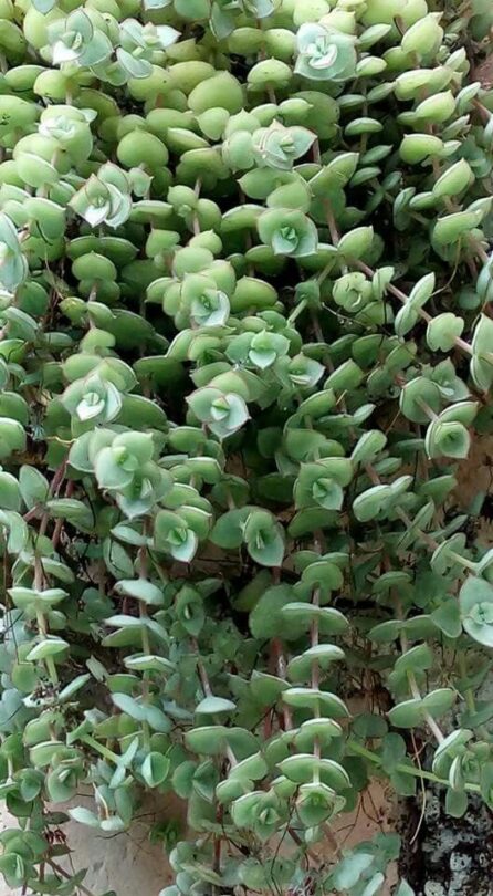 17 Best String Of Plants For Hanging Baskets And Plant Stands