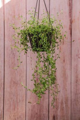 17 Best String Of Plants For Hanging Baskets And Plant Stands