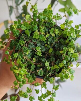 17 Best String Of Plants For Hanging Baskets And Plant Stands