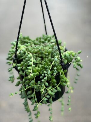 17 Best String Of Plants For Hanging Baskets And Plant Stands