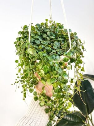 17 Best String Of Plants For Hanging Baskets And Plant Stands