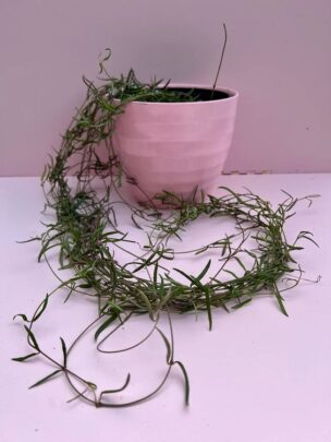 17 Best String Of Plants For Hanging Baskets And Plant Stands