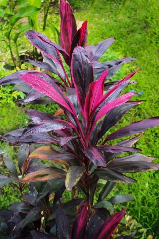 20 Colorful Houseplants To Add A Splash Of Color To Your Home