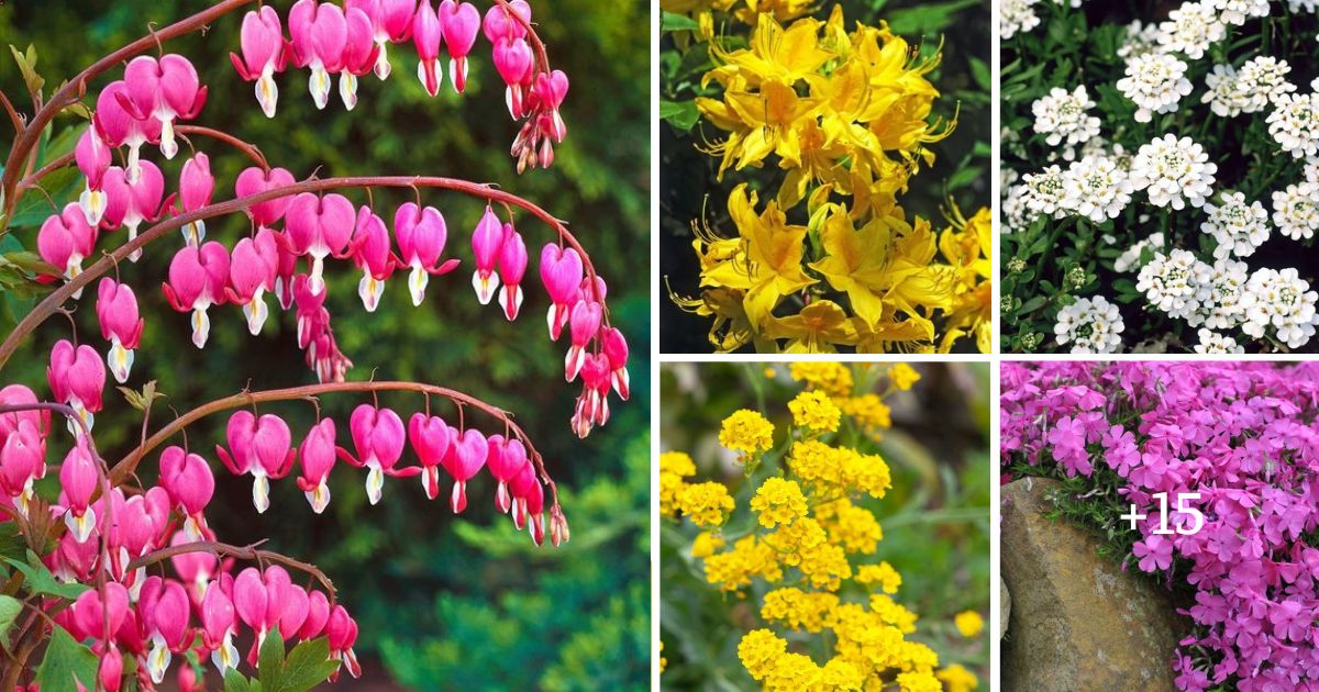 20 Best Spring Flowers To Brighten Up Your Garden And Home