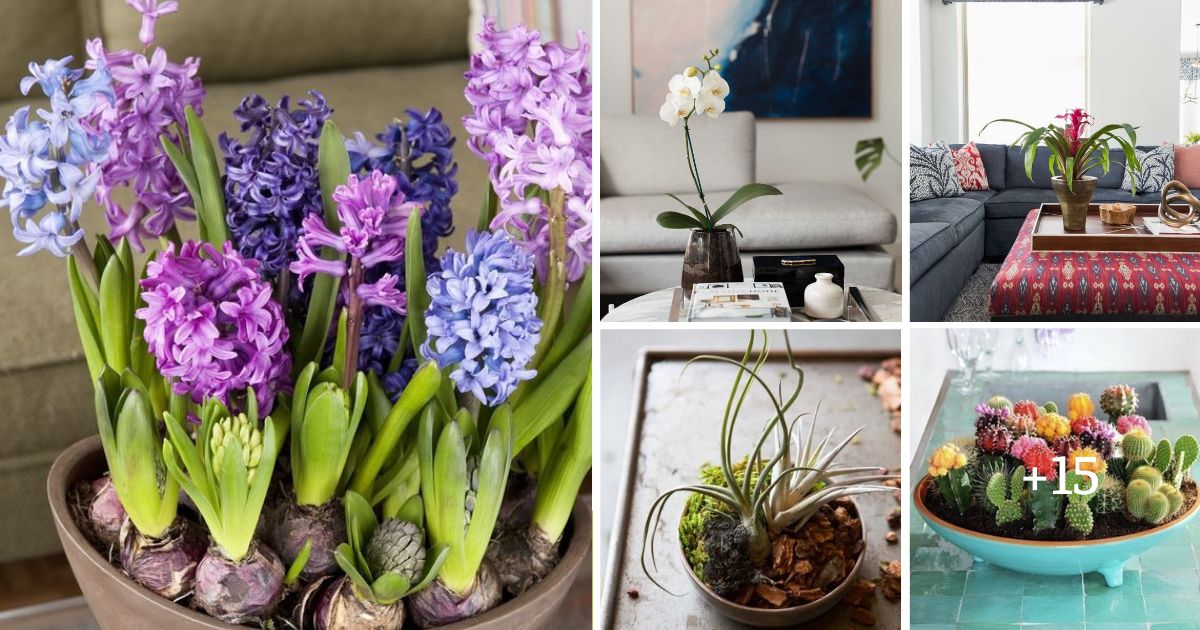 20 Coffee Table Plants That Are Low-Maintenance And High-Impact