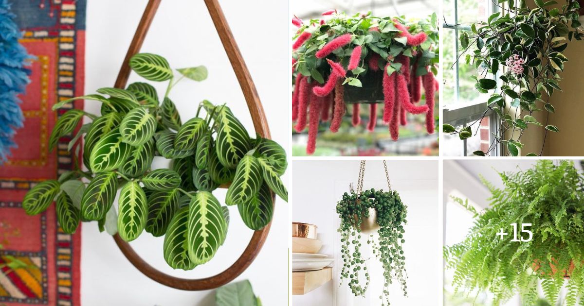 20 Hanging Plants That Will Brighten Up Any Room In Your House