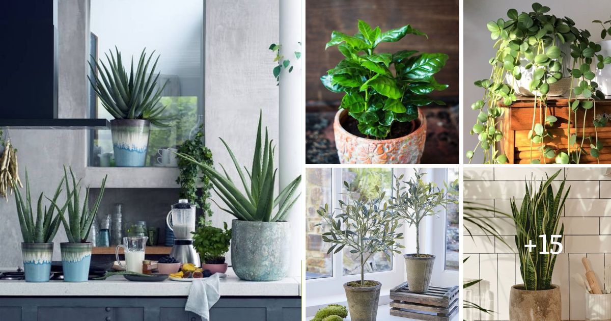 20 Kitchen Plants That Will Brighten Up Your Cooking Space