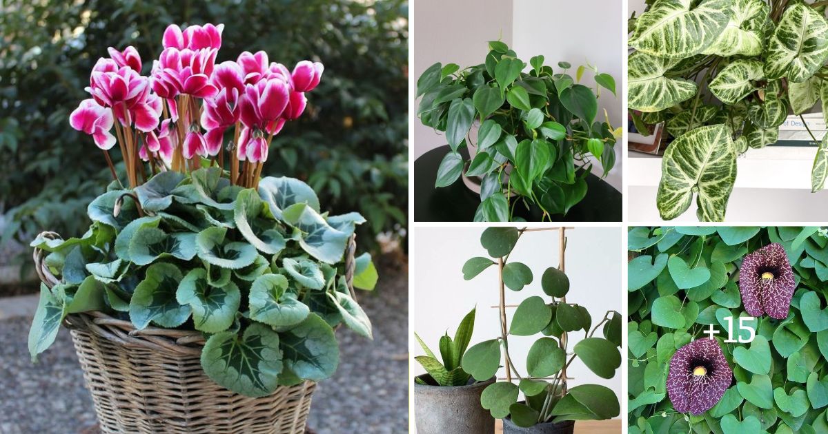 20 Plants With Heart-shaped Leaves To Spread Love In Your Home