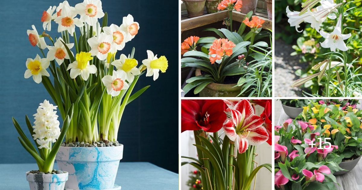 20 Poisonous Houseplants That Can Harm Your Pets And Kids