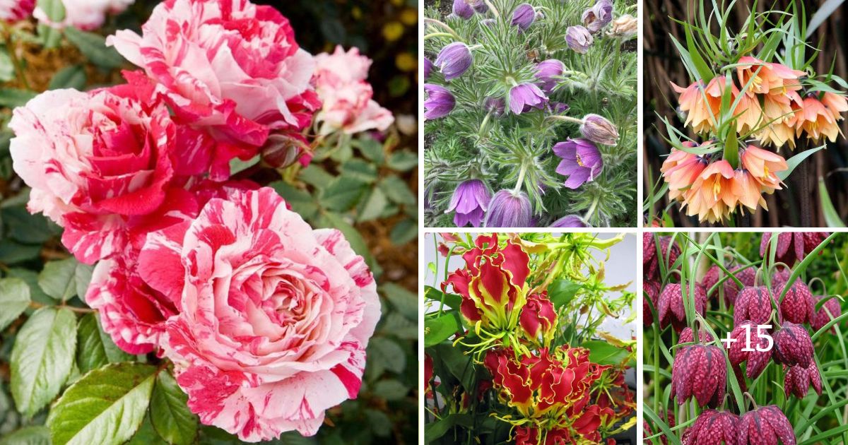 20 Unique Flowers To Grow In The Garden That Will Surprise And Delight You