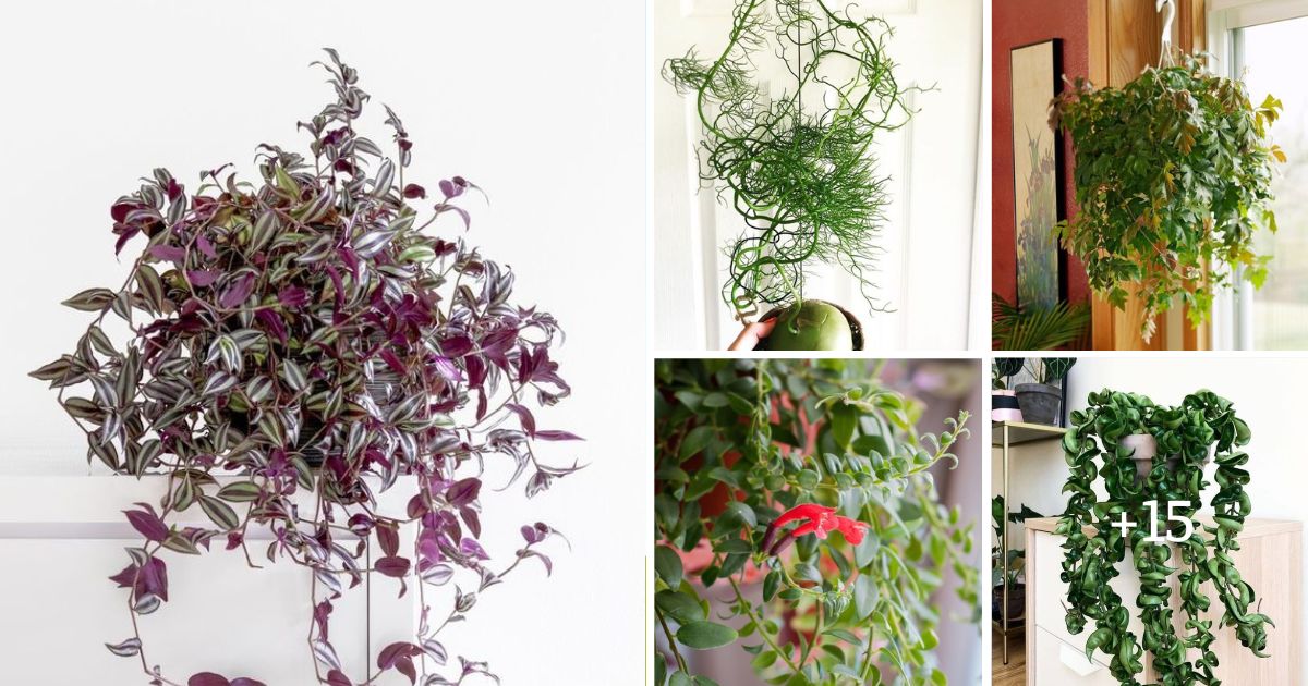 20 Indoor Vining Plants To Create Stunning Displays In Your Home