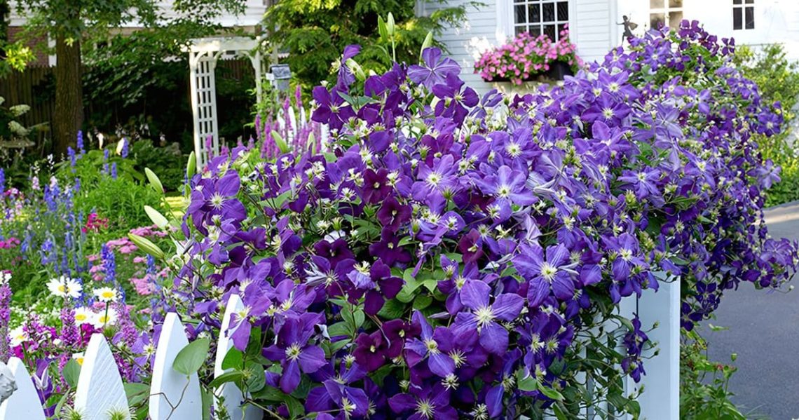 Top 30 Best Clematis Trellis Ideas for A Beautiful Garden