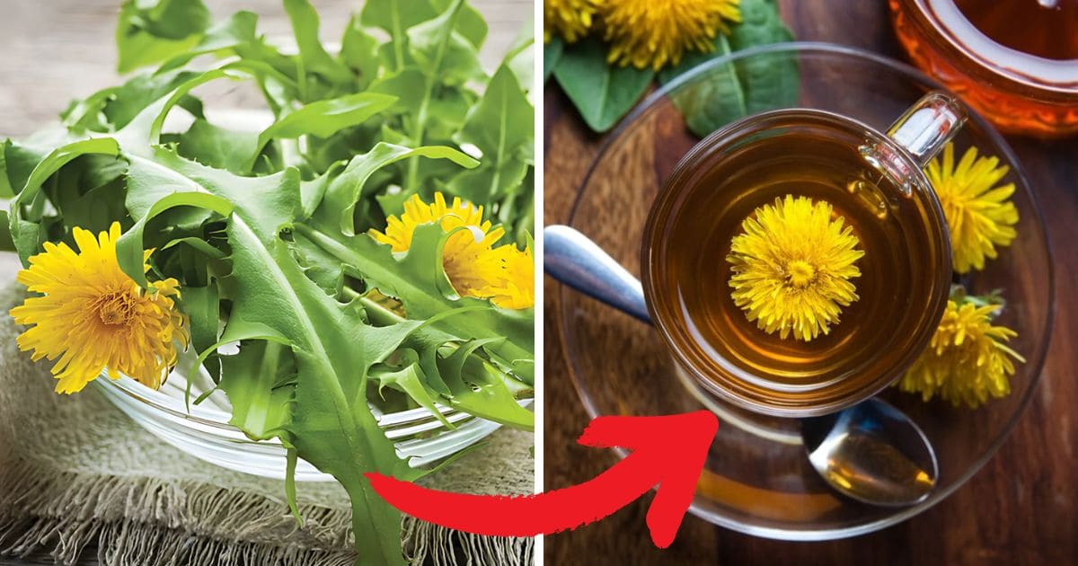 How to Grow Dandelion: A Superplant for Health