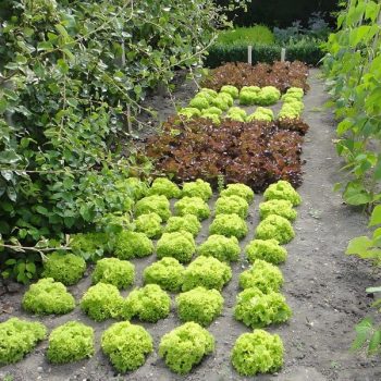 10 Tips for Keeping Your Garden Thriving Through the Summer