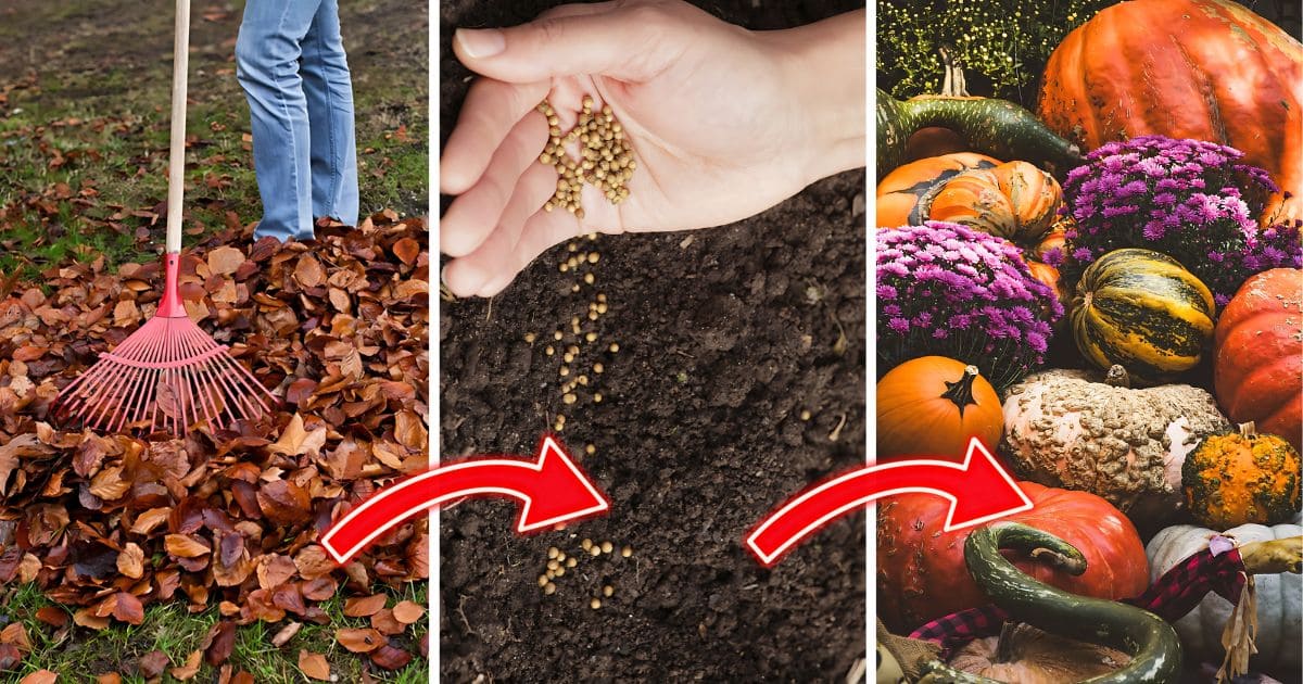 Fall Gardening Guide: Essential Tasks and Planting Tips