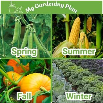 Year-Round Gardening: What to Plant in Each Season