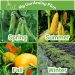 Year-Round Gardening: What to Plant in Each Season
