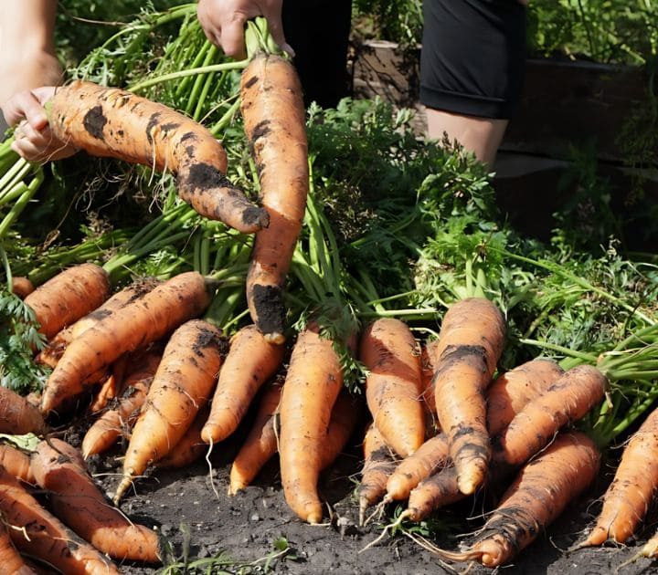 Full Guide On Gardening In Sandy Soil