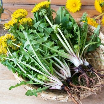 How to Grow Dandelion: A Superplant for Health