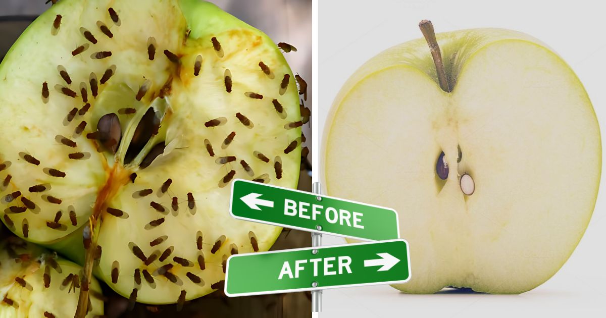 How To Get Rid Of Gnats In The House Effectively