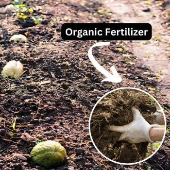 How to Grow and Care for Chayote In Your Garden