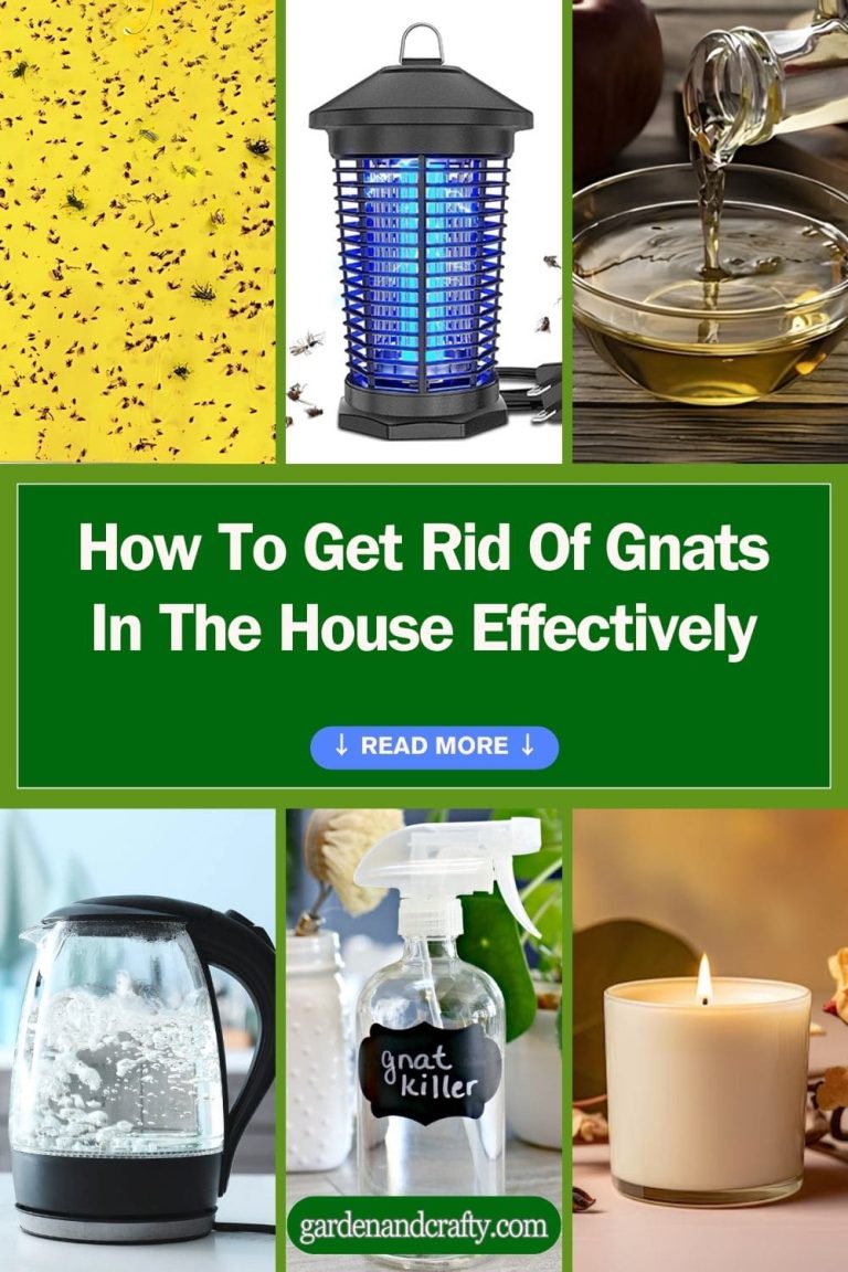 How To Get Rid Of Gnats In The House Effectively