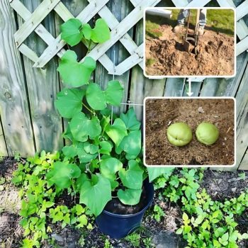 How to Grow and Care for Chayote In Your Garden