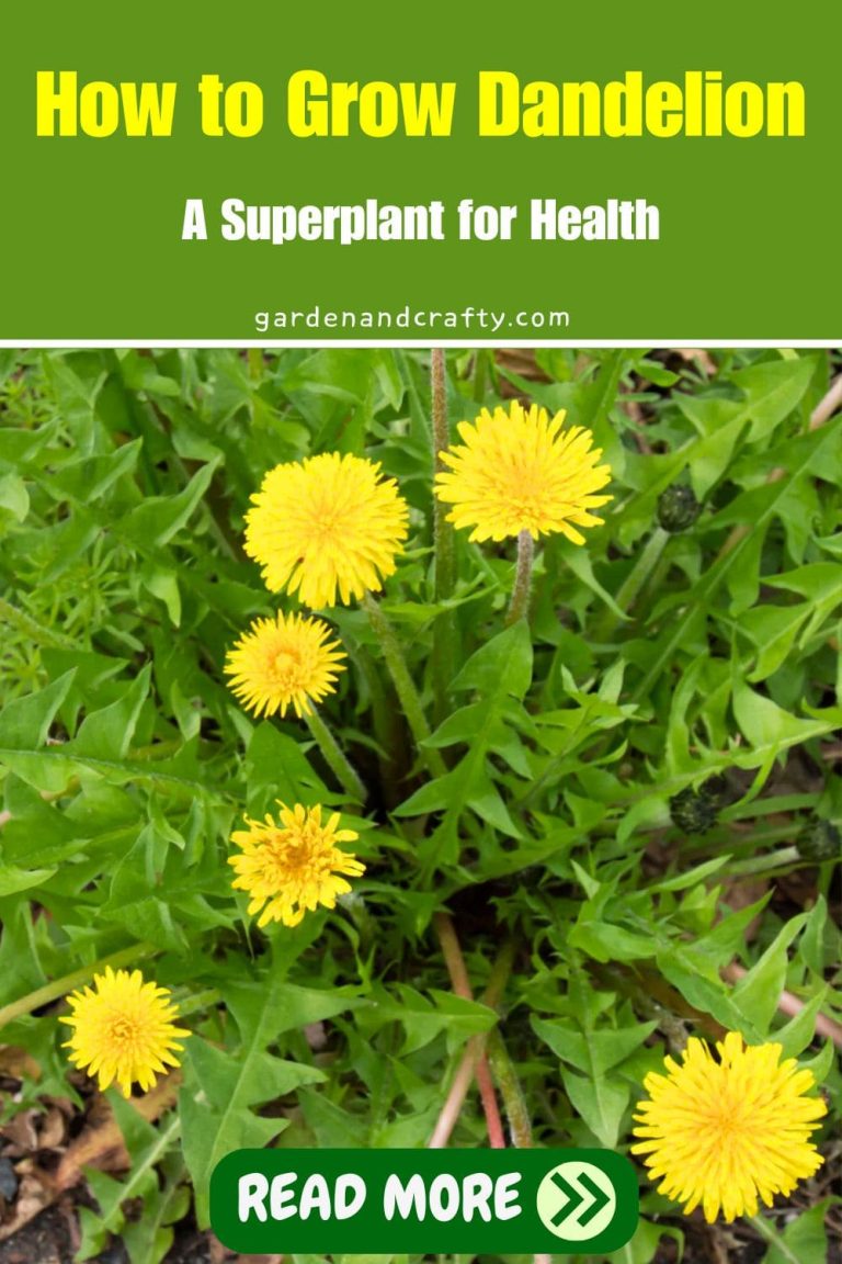 How to Grow Dandelion: A Superplant for Health