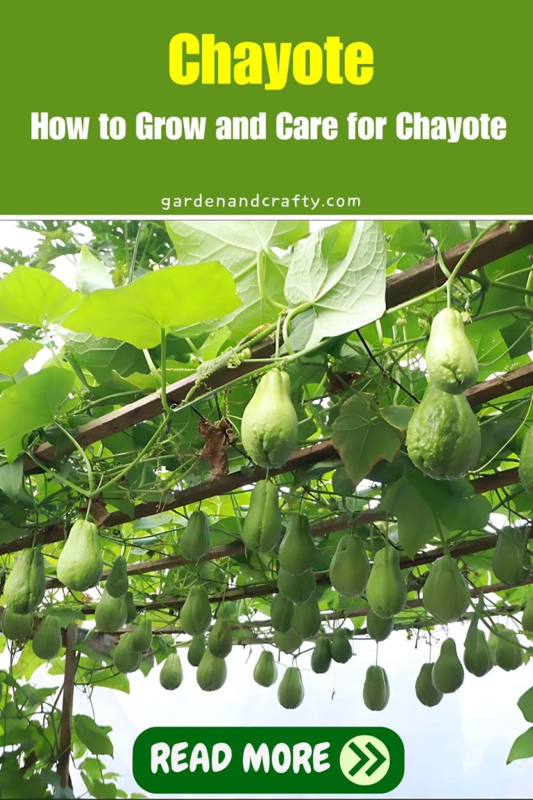 How to Grow and Care for Chayote In Your Garden