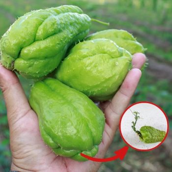 How to Grow and Care for Chayote In Your Garden