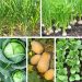 Year-Round Gardening: What to Plant in Each Season